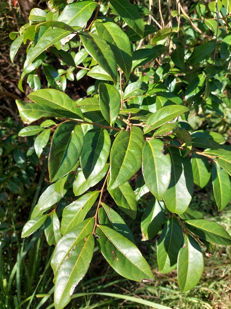 Cheese Tree from Hornsby NSW 2077, Australia on July 11, 2023 at 02:45 ...