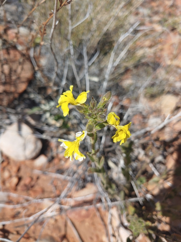 goodenias from Burt Plain NT 0872, Australia on July 11, 2023 at 12:47 ...