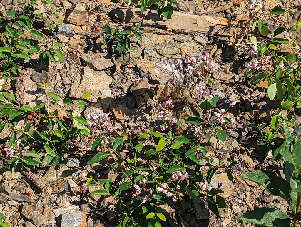 Pale Swallowtail in July 2023 by Ryan Sorrells · iNaturalist