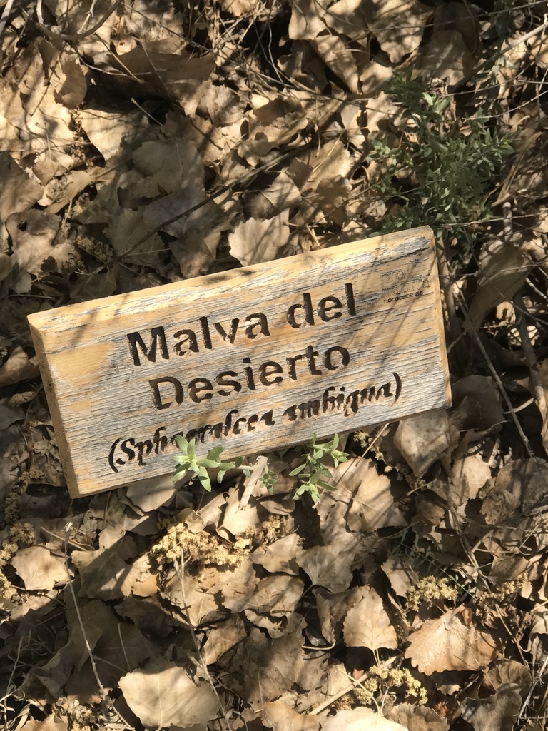 screwbean mesquite from Mexicali, Baja California, MX on February 28 ...