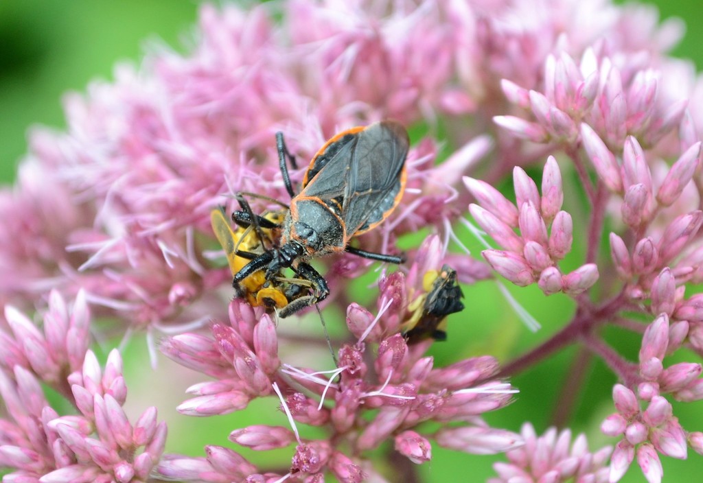 Eastern Bee Assassin from Mountain Top, PA 18707, USA on August 18 ...