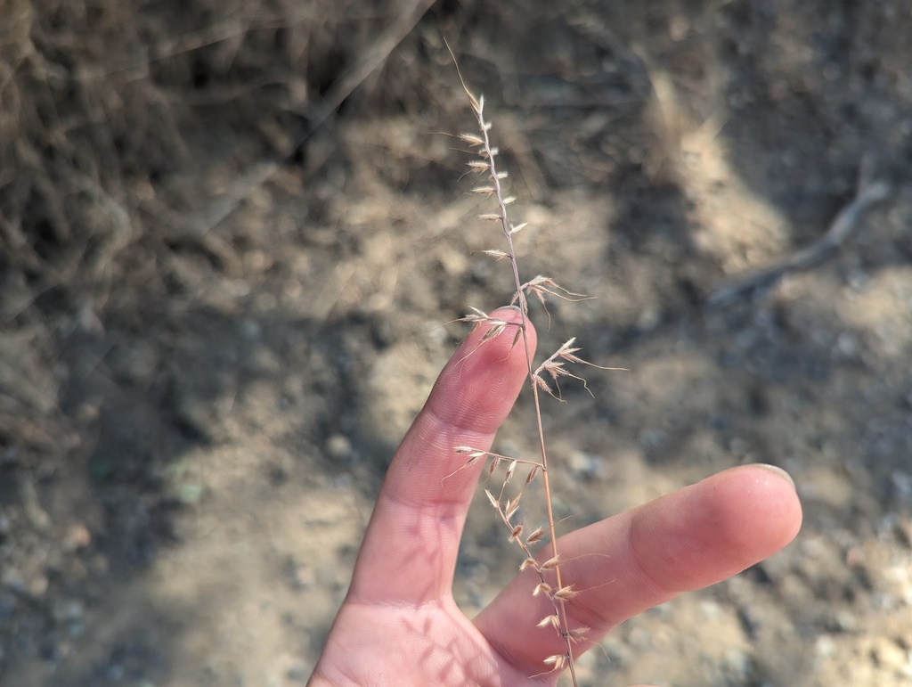 grasses in July 2023 by Ryan Sorrells · iNaturalist