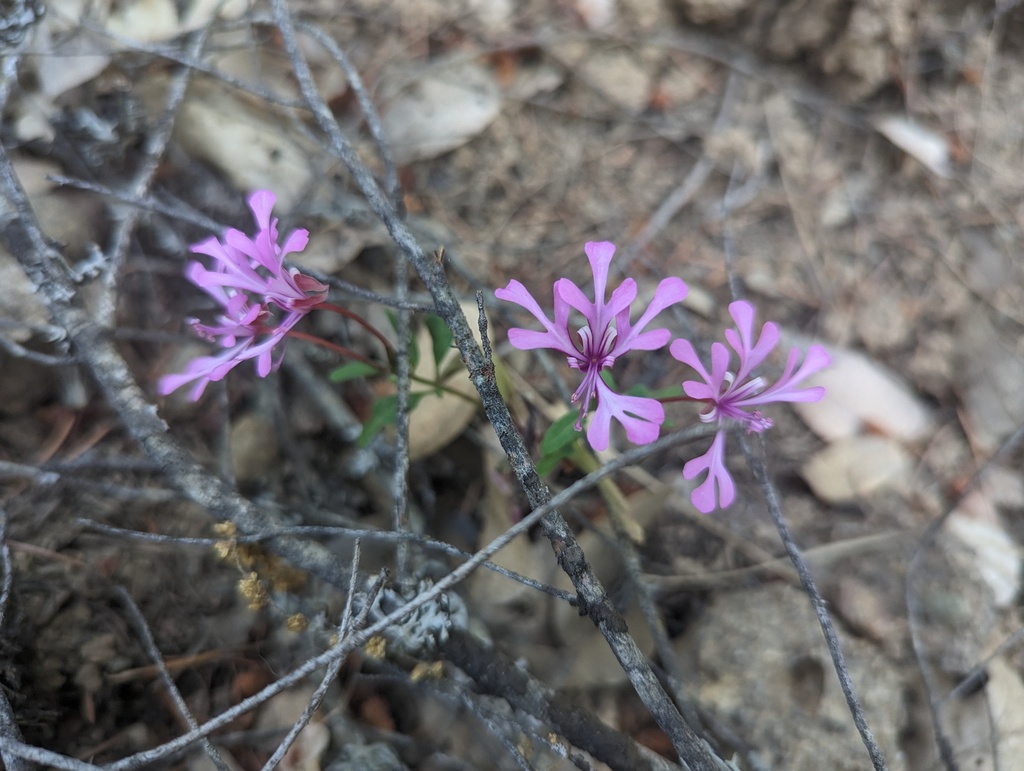 Red Ribbons in July 2023 by Ryan Sorrells · iNaturalist