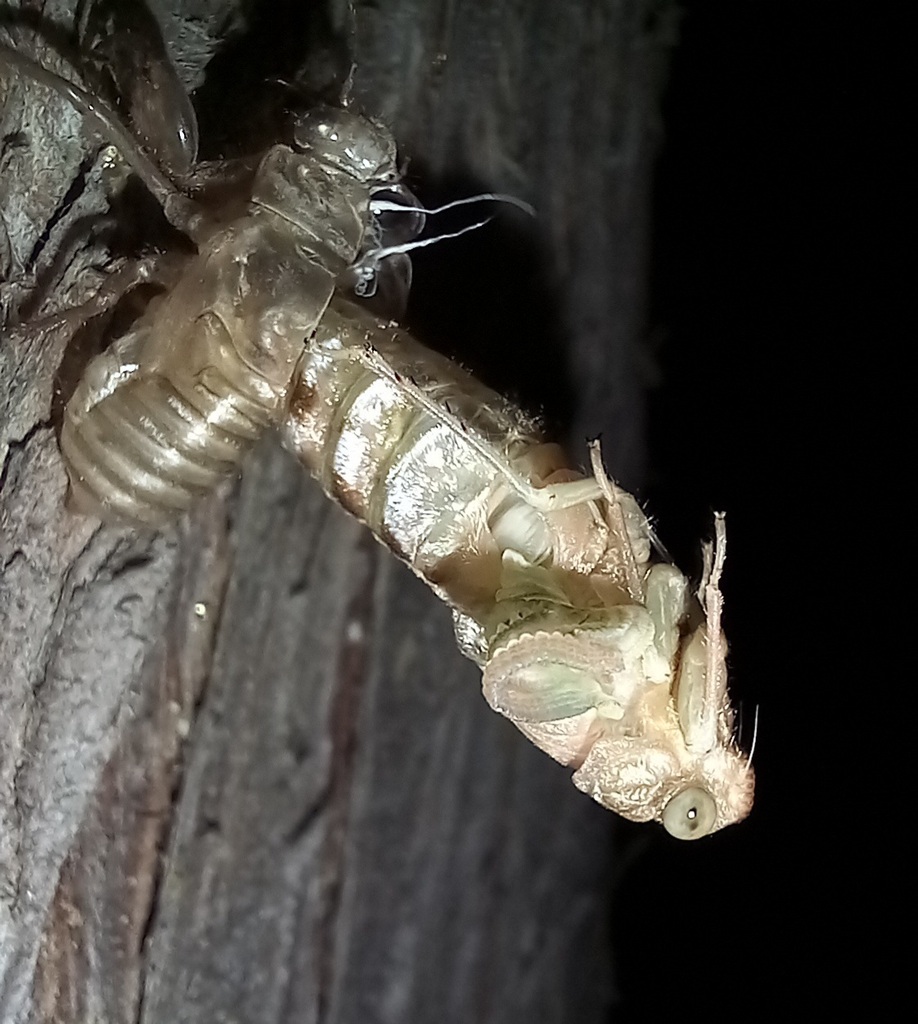 Ash Cicada from Escola Secundária José Gomes Ferreira on July 10, 2023 ...