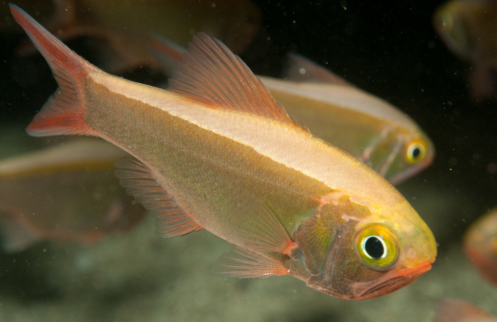 Violet Roughy (Optivus agastos) - Marine Life Identification