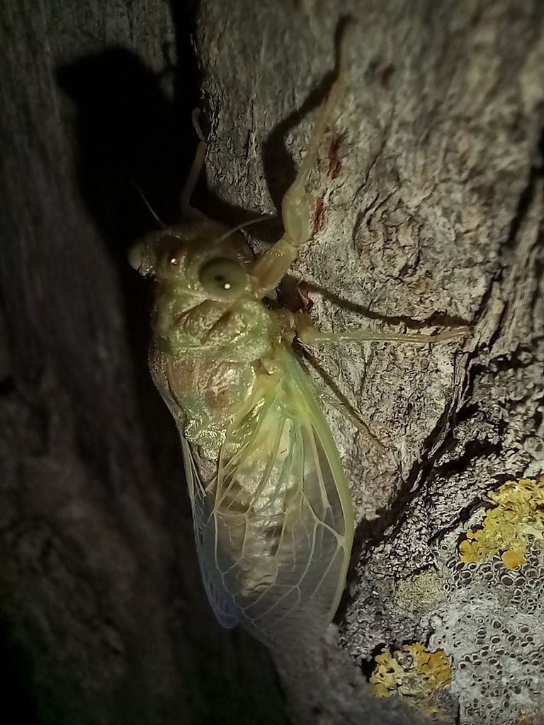 Ash Cicada from Escola Secundária José Gomes Ferreira on July 10, 2023 ...