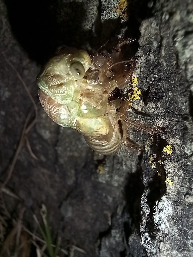 Ash Cicada from Escola Secundária José Gomes Ferreira on July 10, 2023 ...