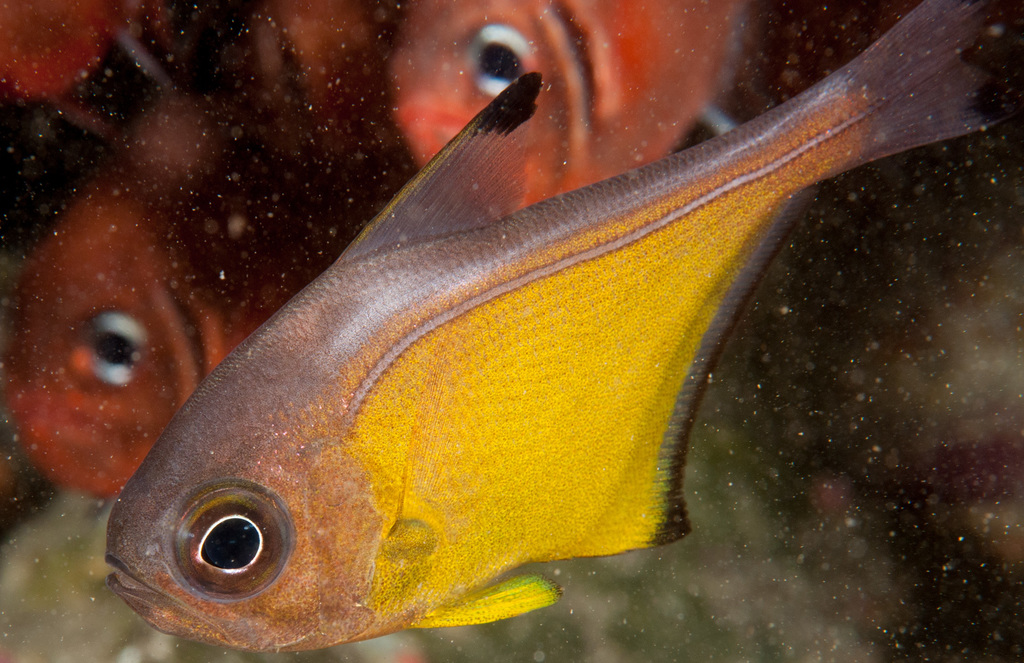 Sweepers (Pempheridae) - Marine Life Identification