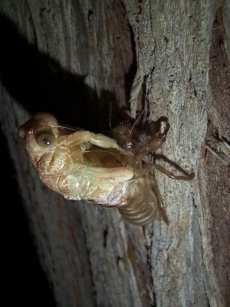 Ash Cicada from Escola Secundária José Gomes Ferreira on July 10, 2023 ...