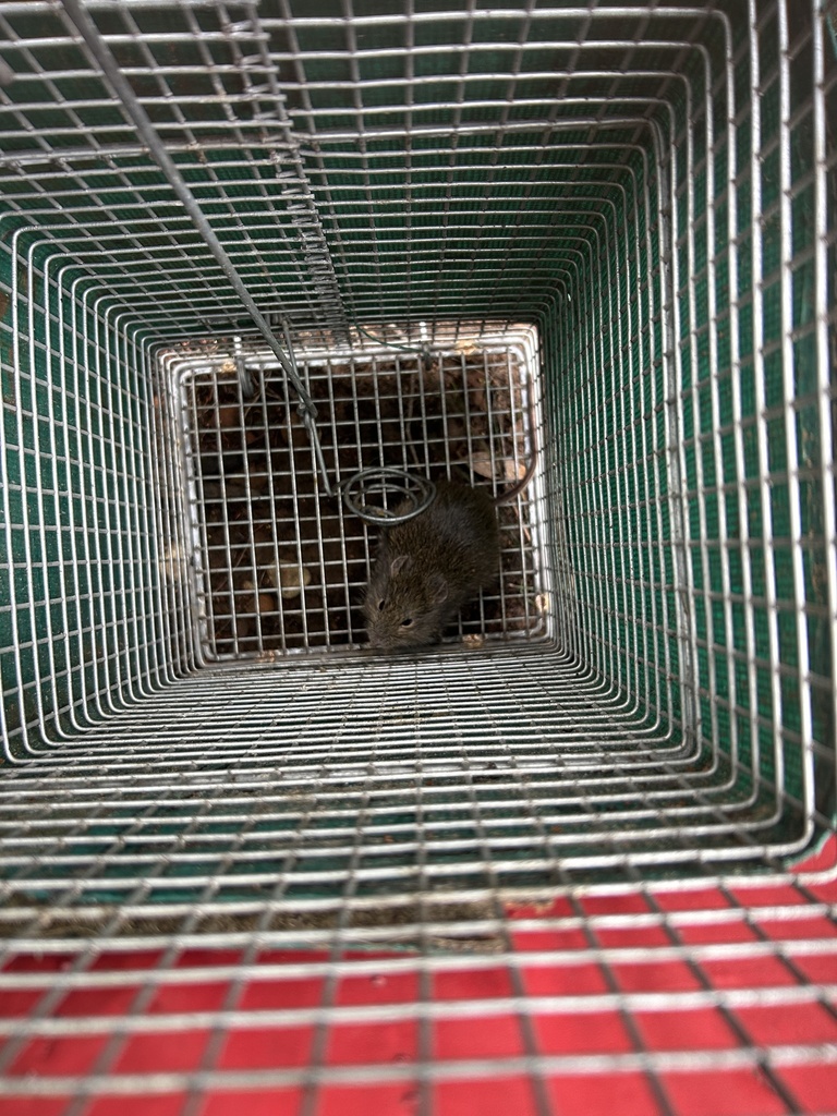 Heath Mouse from Grampians National Park, Pomonal, VIC, AU on July 10 ...