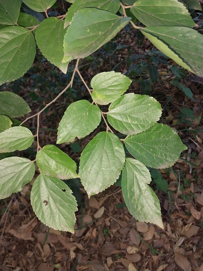 Chinese Hackberry from Ashgrove QLD 4060, Australia on July 11, 2023 at ...