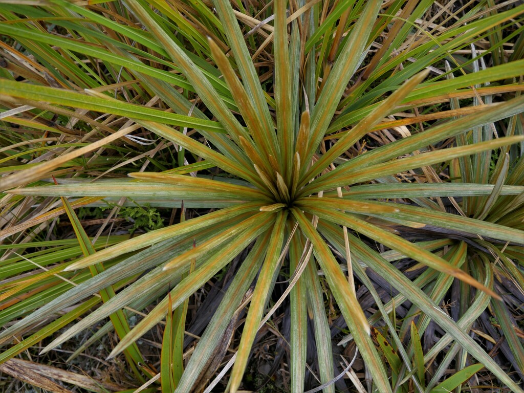 Armstrong's Mountain Daisy from Atarau, New Zealand on April 26, 2023 ...