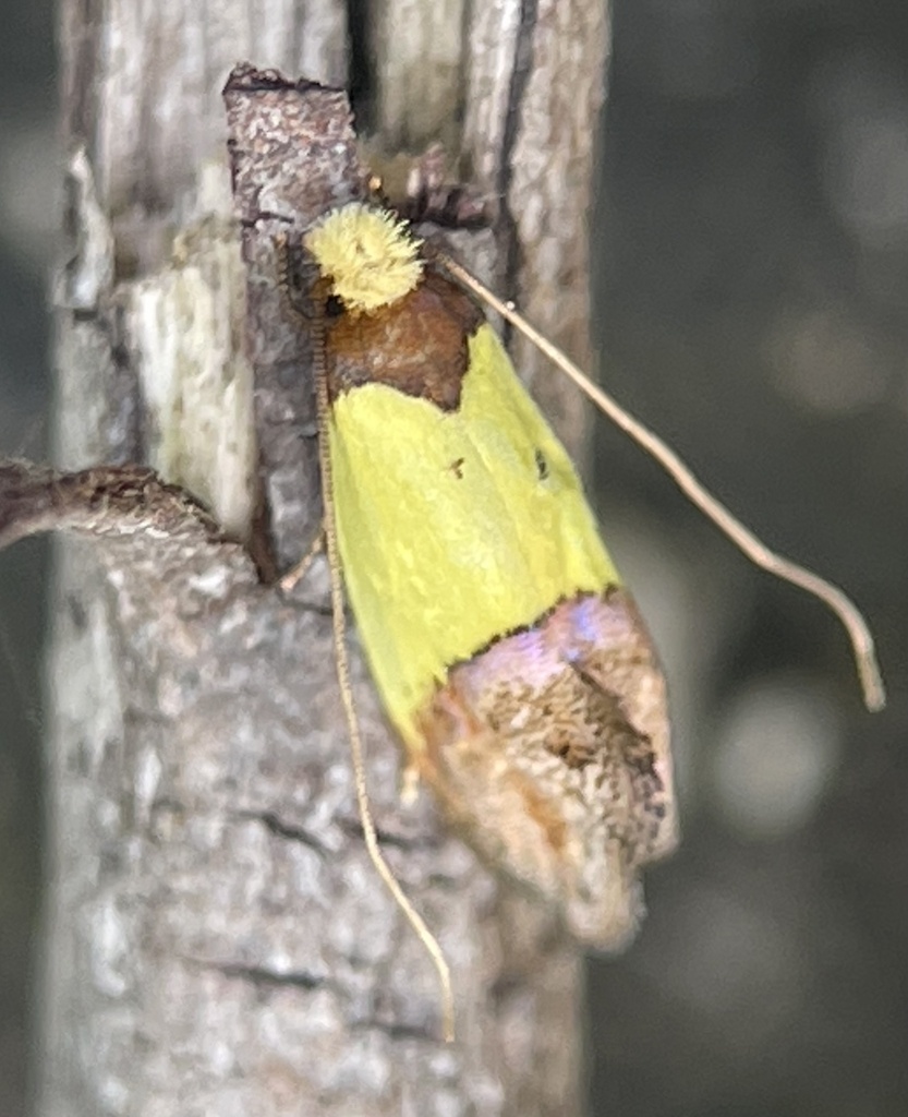 Edosa xystidophora from Clerk St, Cooktown, QLD, AU on July 11, 2023 at ...