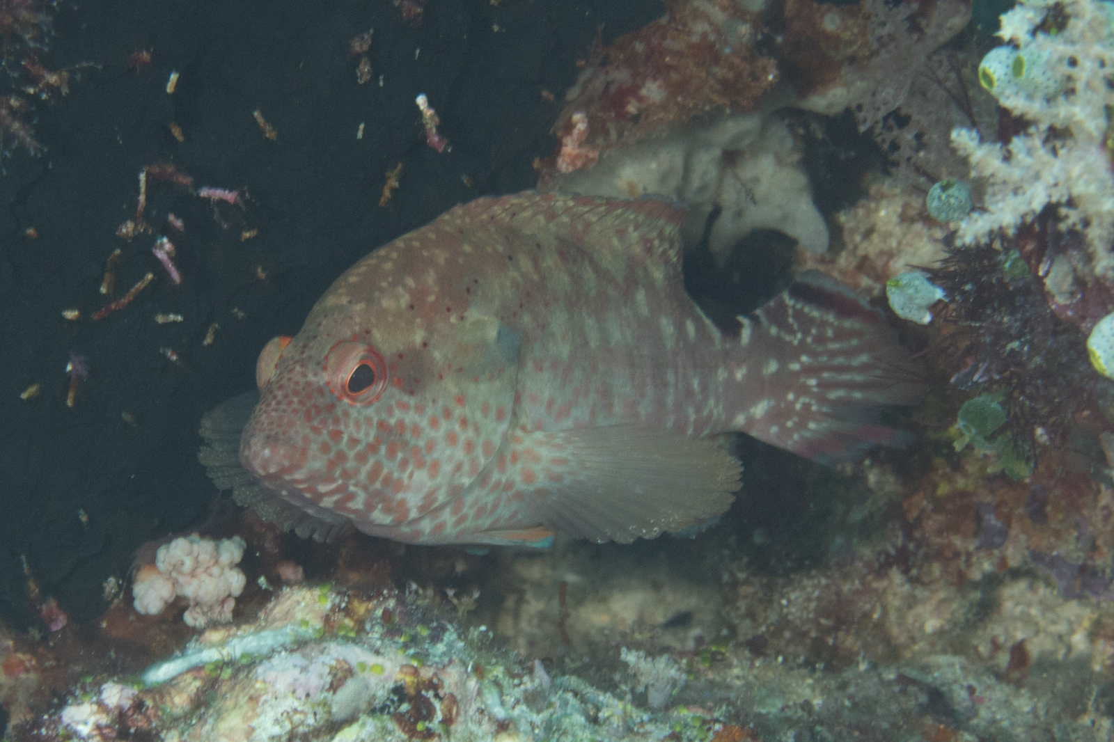 Cephalopholis leopardus (Lacepède, 1801)