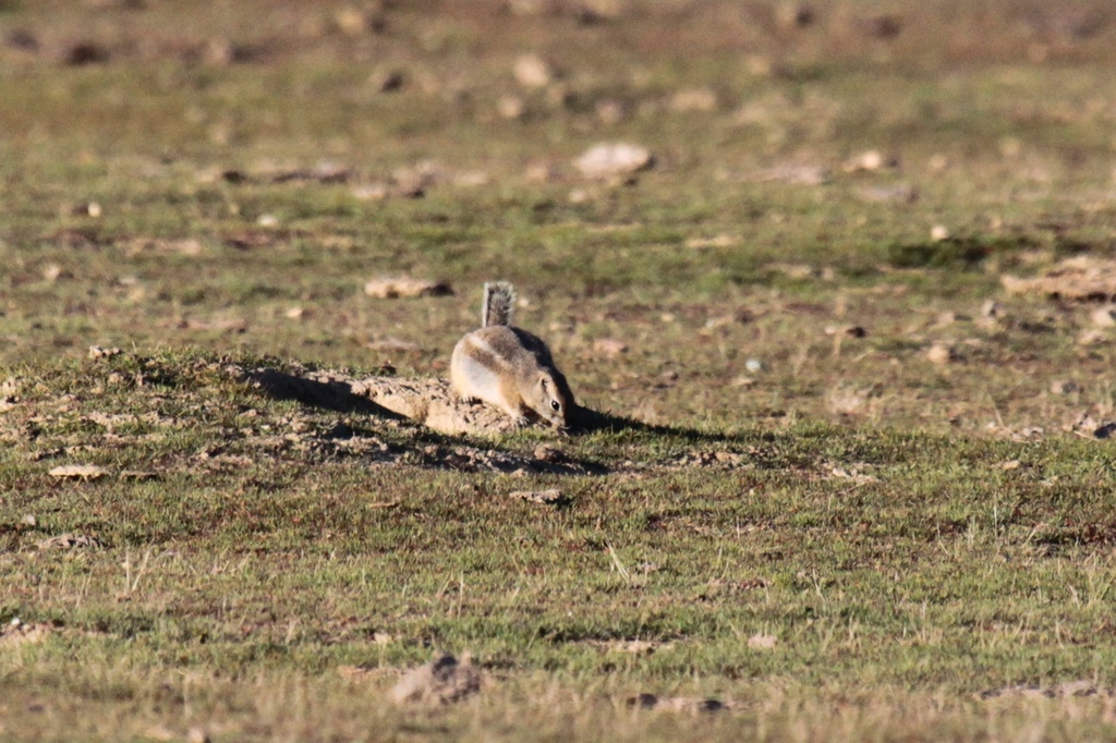 Nelson's Antelope Squirrel (Ammospermophilus nelsoni) - Know Your Mammals
