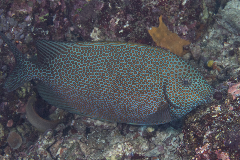 Spotted Rabbitfish (Field guide to fish (guya) of Magnetic (Yunbenun ...
