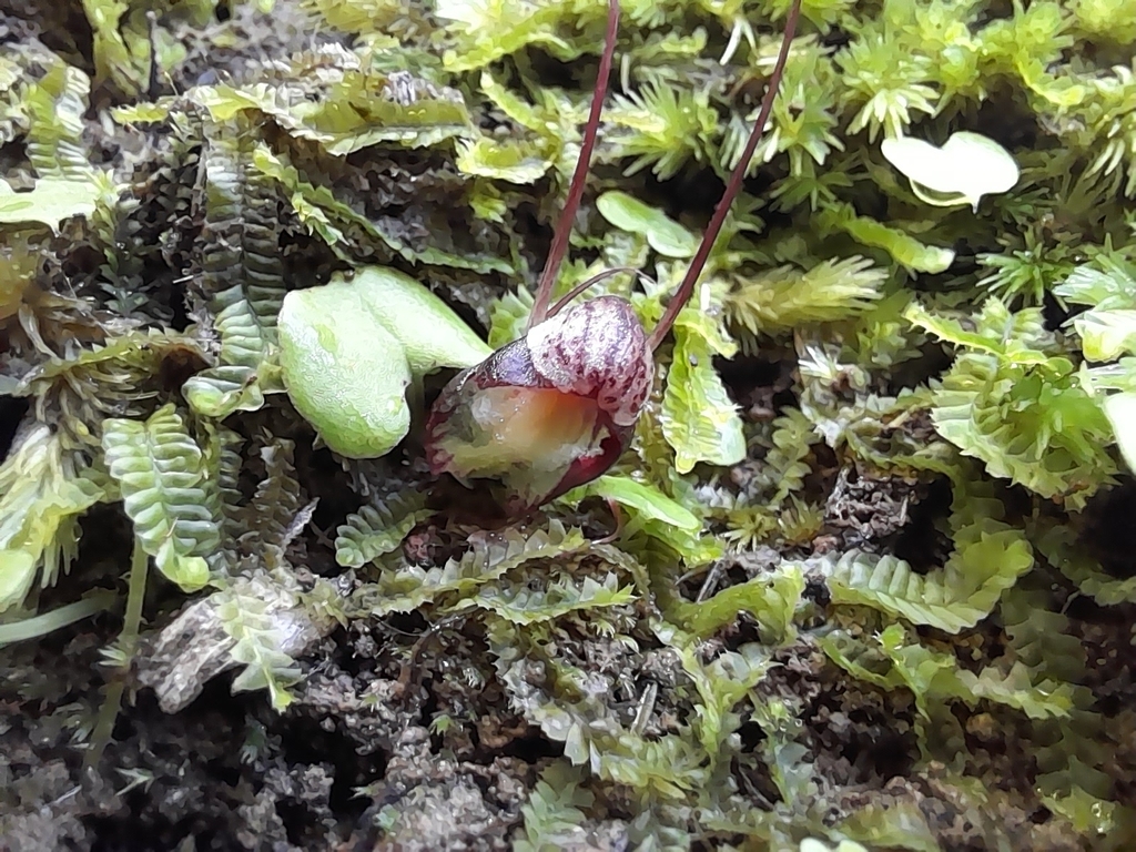 Corybas hypogaeus from Auckland, NZ on July 11, 2023 at 01:34 PM by ...