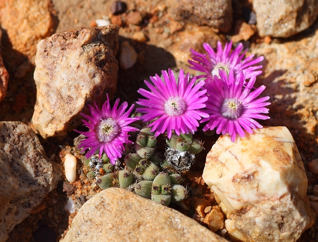 Tuftleaf Vygie (Ratelskloof) · iNaturalist