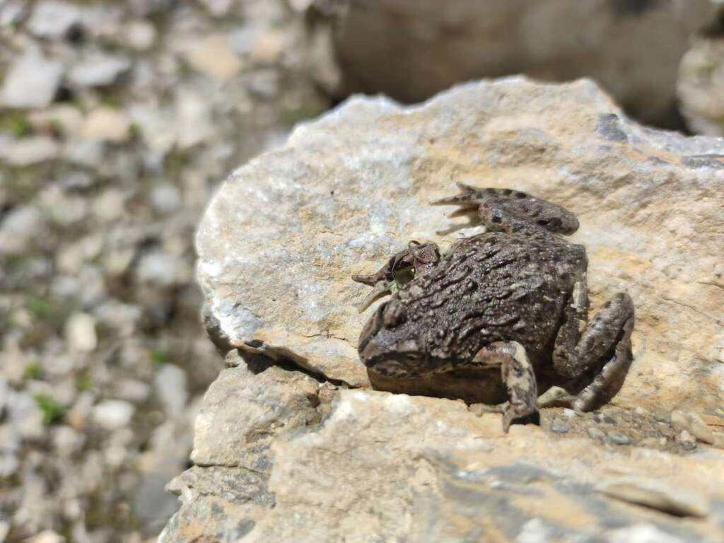 High Himalaya Frog from 中国西藏自治区日喀则市亚东县 on July 8, 2023 at 03:29 PM by ...
