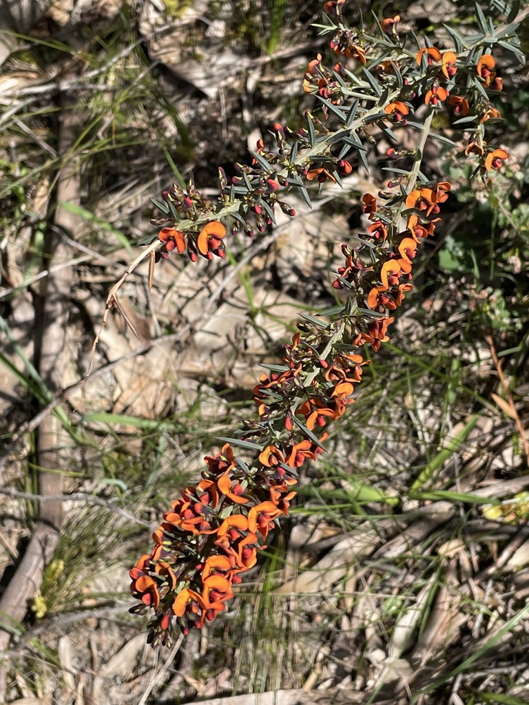 gorse bitter pea from Kaiserstuhl Conservation Park, Flaxman Valley, SA ...