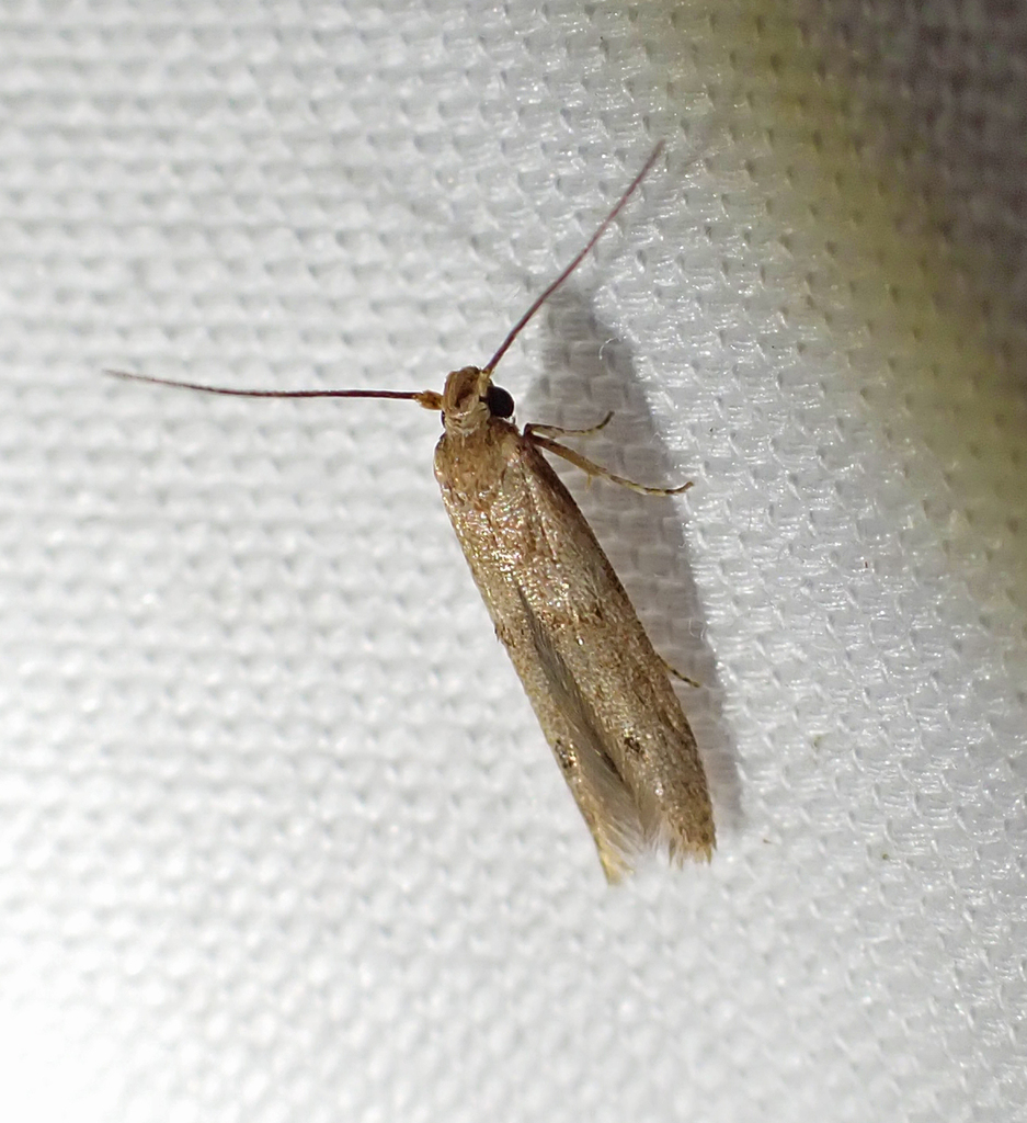 Blastobasis tarda from 60 Maskell Ct, Draper QLD 4520, Australia on ...