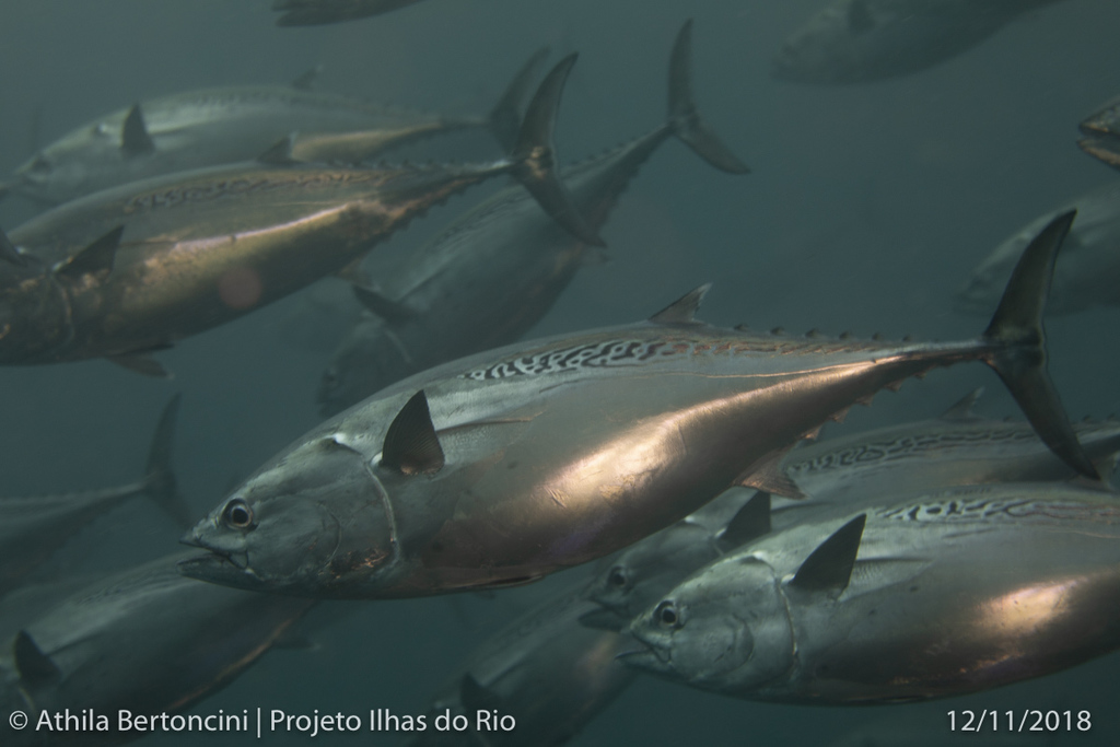 Little Tunny (Euthynnus alletteratus) - Marine Life Identification