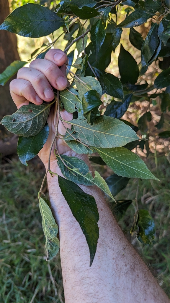 whalebone tree from Cedar Grove QLD 4285, Australia on July 11, 2023 at ...