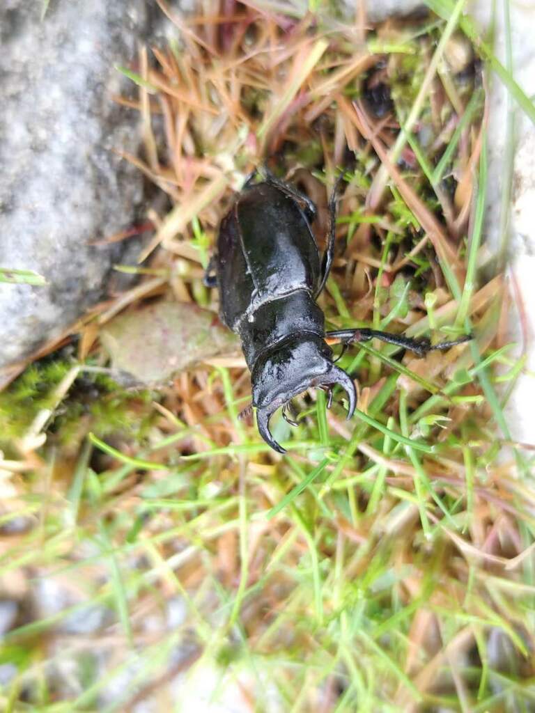 Lucanus atratus from 中国西藏自治区日喀则市定结县 on July 4, 2023 at 04:26 PM by ...