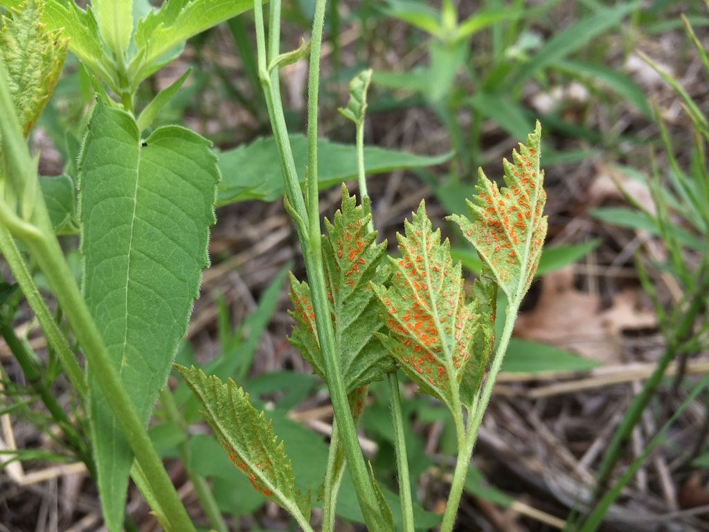 blackberry orange rust from University of Wisconsin Arboretum, Madison ...