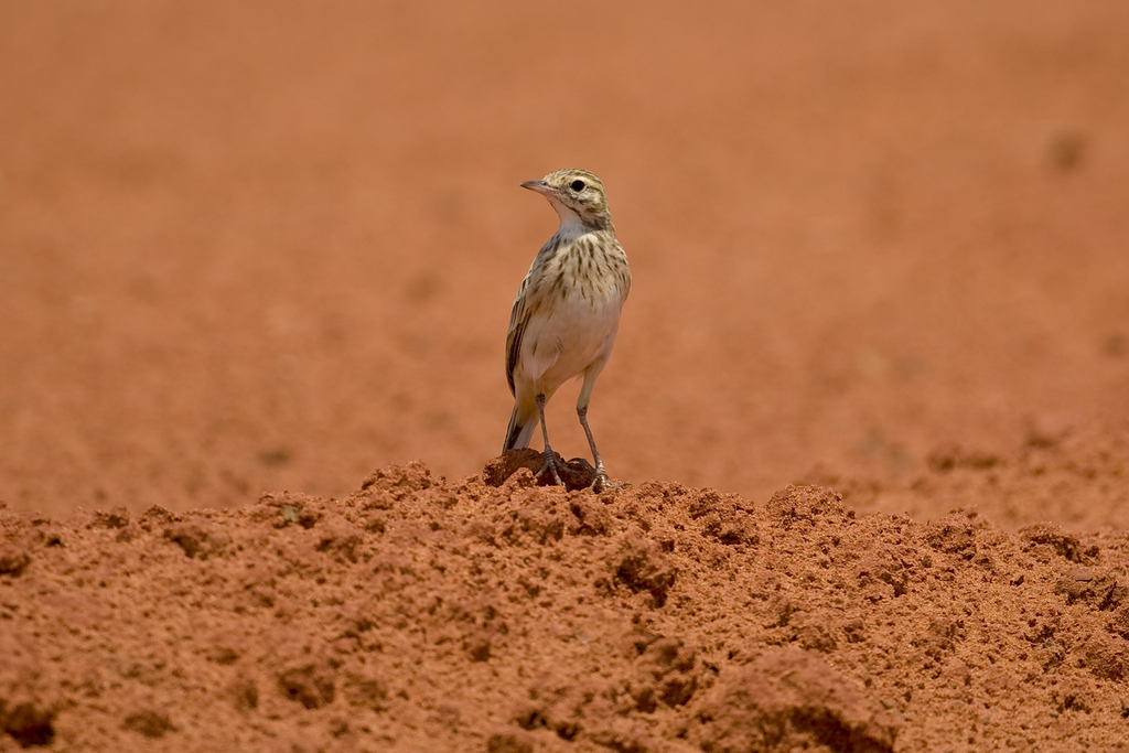Australian Pipit from Roebuck WA 6725, Australia on December 10, 2007 ...