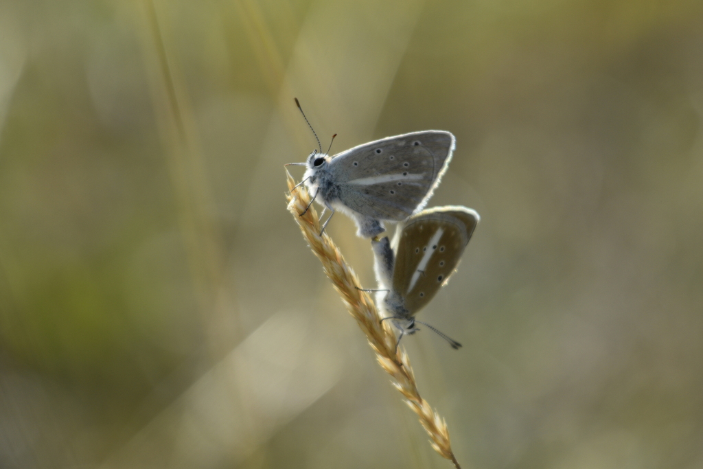 Damon Blue in July 2023 by richard_1 · iNaturalist