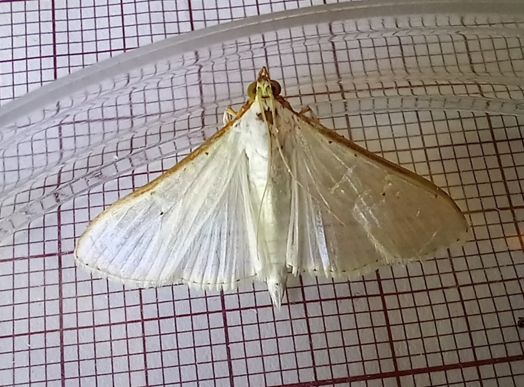 Jasmine Moth from Lisboa, Portugal on July 11, 2023 at 10:14 AM by ...