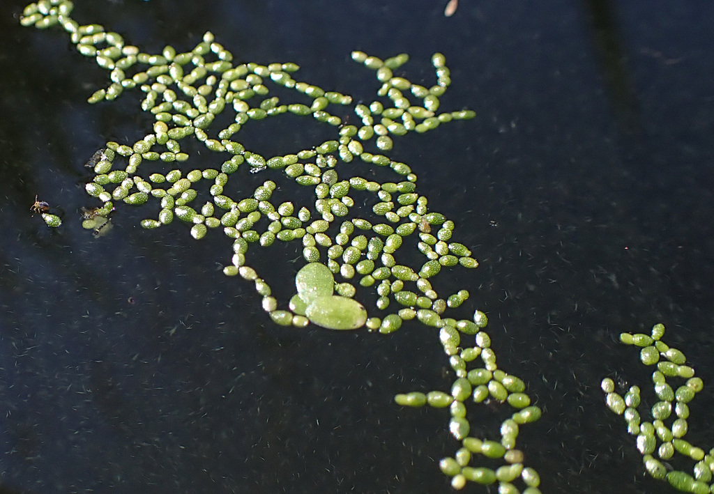 Brazilian watermeal from Lake Fazon, Whatcom County, WA, USA on June 22 ...