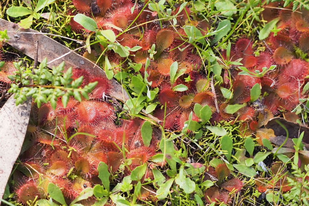 Scented Sundew from Mt Monster CP, Keith SA 5267, Australia on July 5 ...