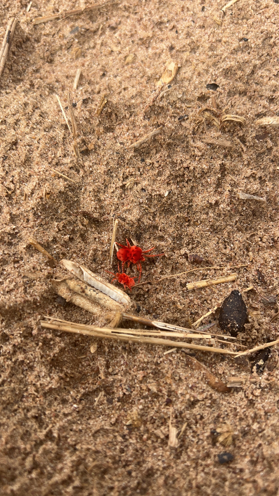 Giant Velvet Mites from Ngoye on July 11, 2023 at 10:36 AM by awaters5 ...