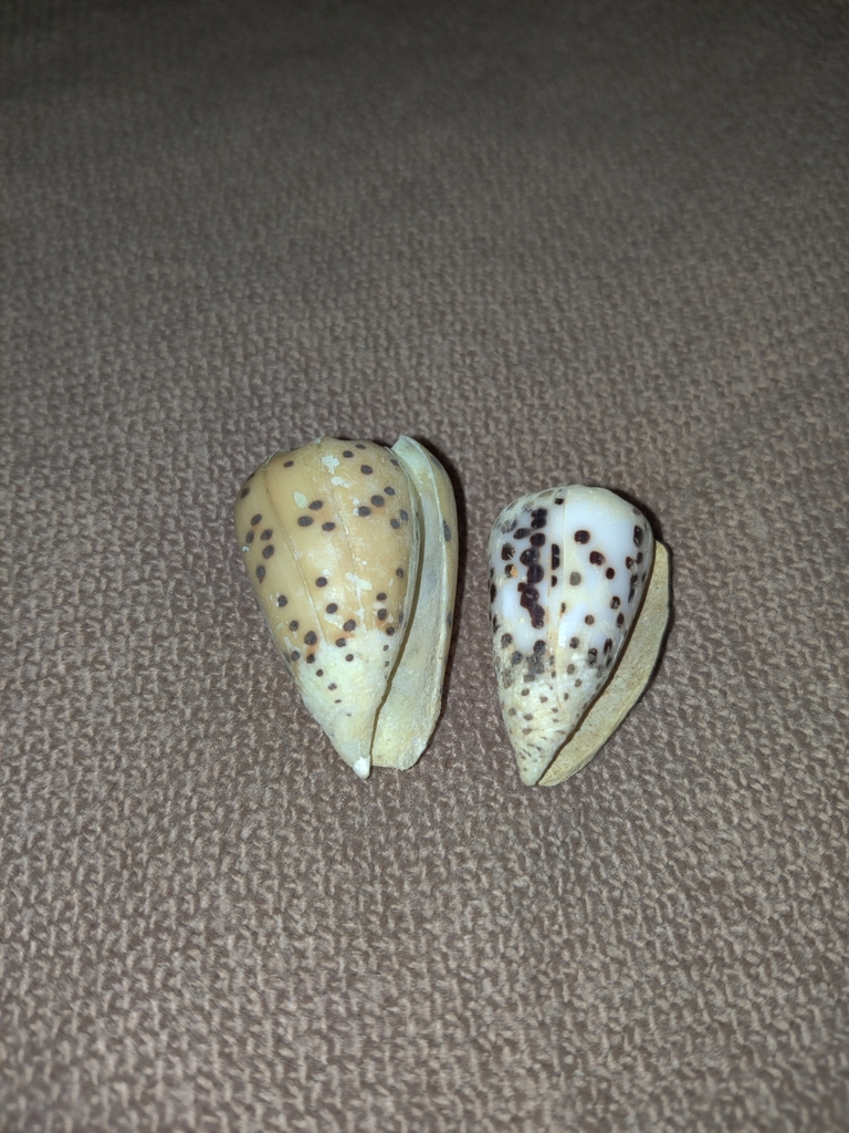 Flea-bitten Cone from Tamuning, Guam on July 5, 2023 at 06:33 PM by ...