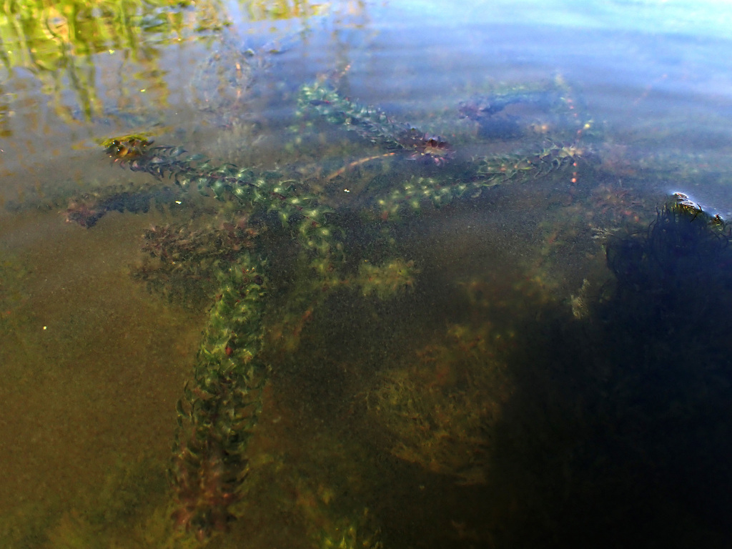 Canadian Waterweed from Lake Fazon, Whatcom County, WA, USA on June 22 ...