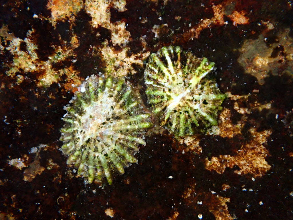 Siphonaria denticulata from Fairlight Beach, New South Wales, Australia ...