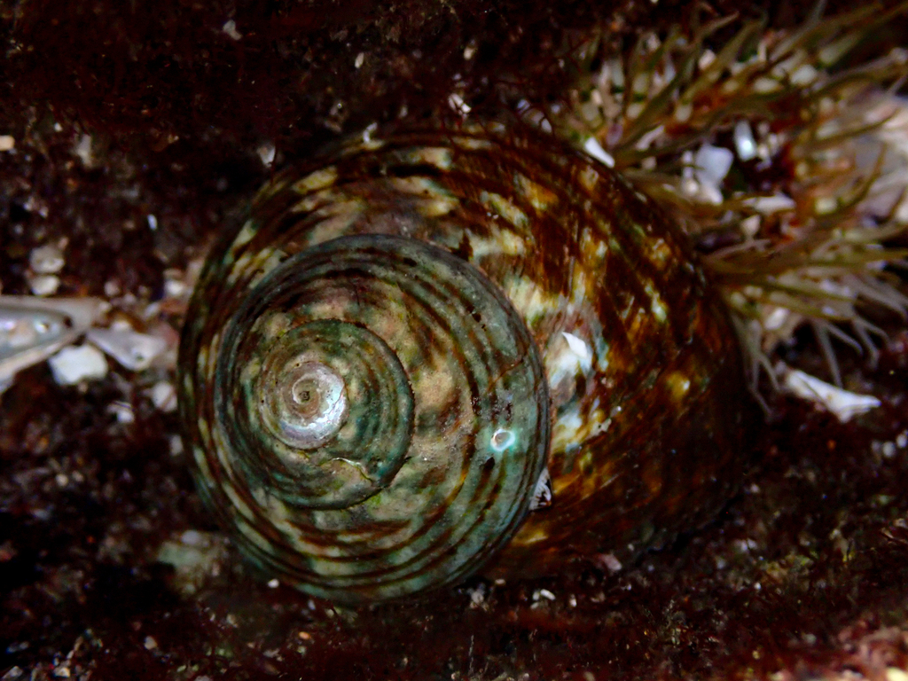 Common Warrener from Fairlight Beach, New South Wales, Australia on ...