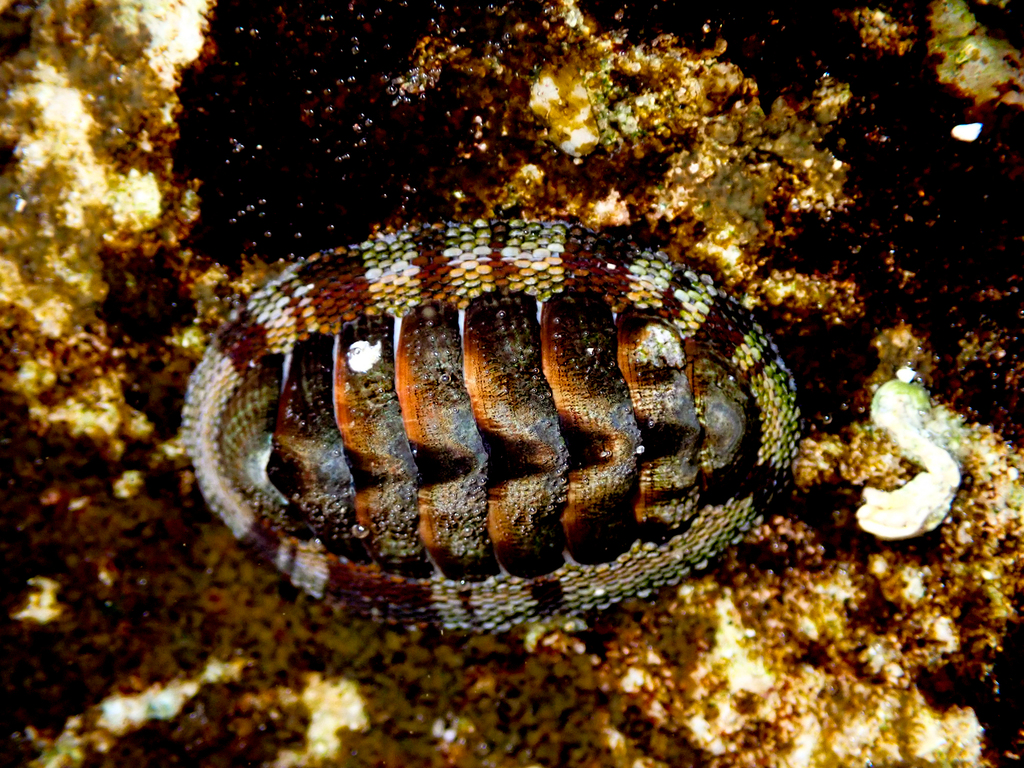 Snakeskin Chiton from Fairlight Beach, New South Wales, Australia on ...