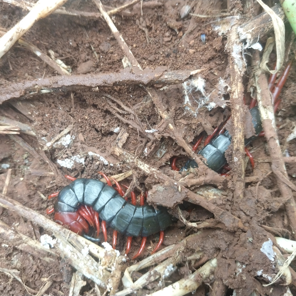 Redleg Centipede from Phiring, South Africa on July 11, 2023 at 12:29 ...