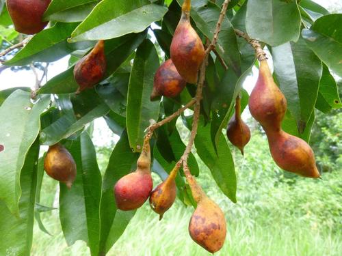 Huayruro casado (Especies forestales de la amazonía peruana) · iNaturalist