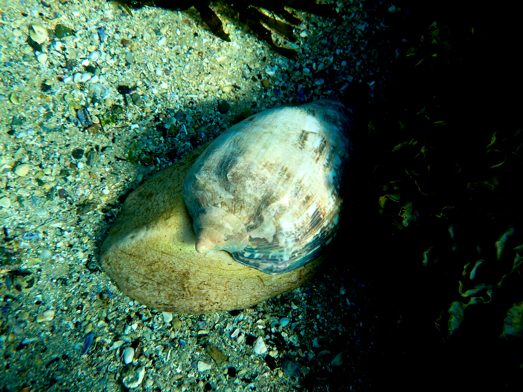 Magnificent Volute from Cabbage Tree Bay, Australia on July 11, 2023 at ...
