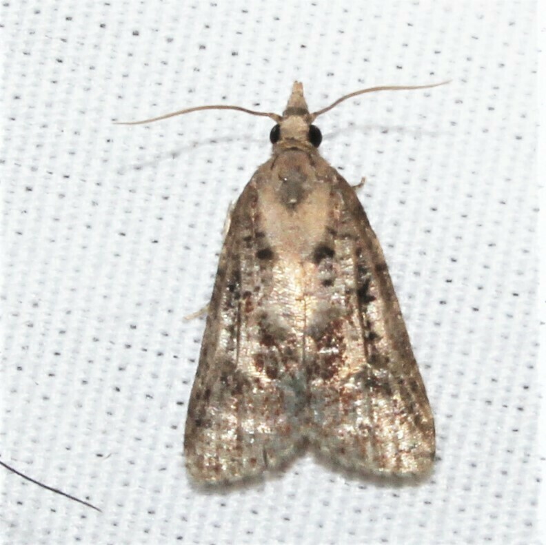 Tufted Apple Bud Moth from Laurel Run, PA, USA on July 10, 2023 at 11: ...