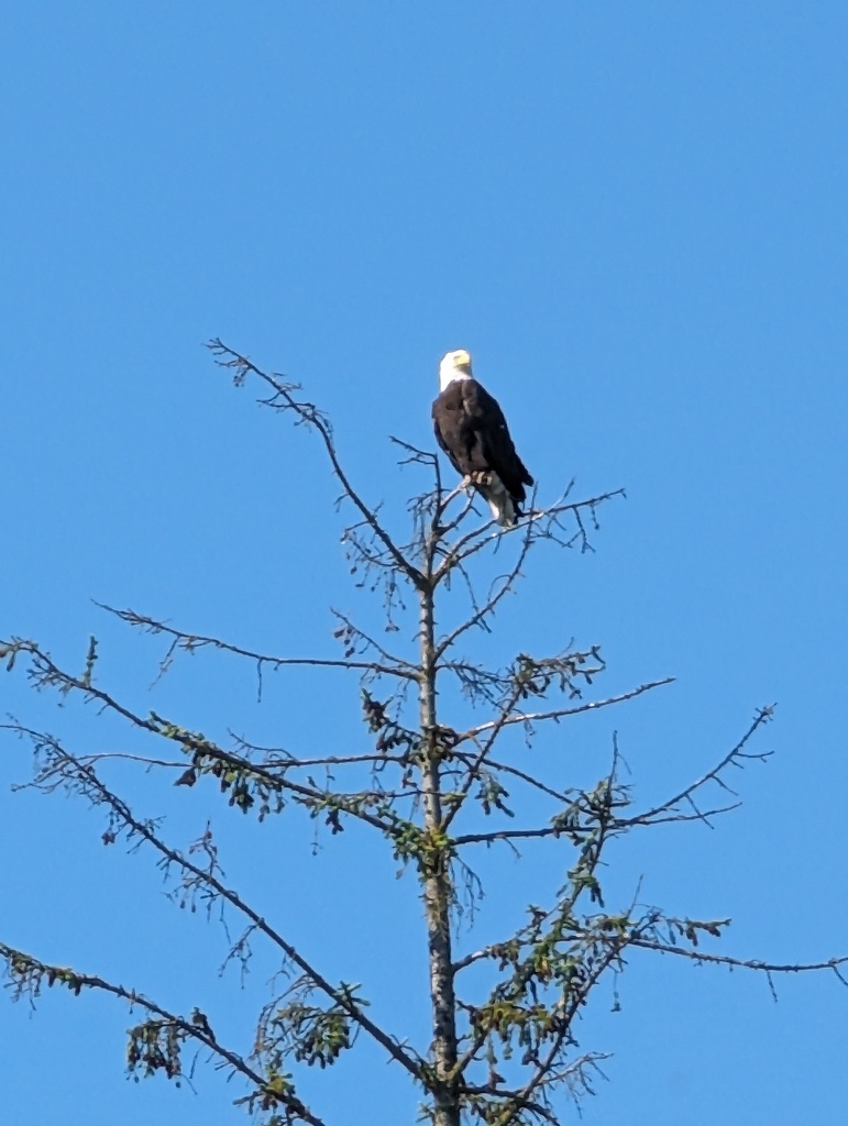 Bald Eagle from Lake Fazon, Whatcom County, WA, USA on June 22, 2023 at ...
