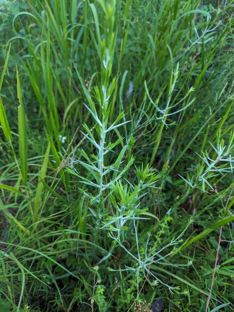 Narrowleaf Silkgrass from Carolina, AL 36420, USA on July 10, 2023 at ...