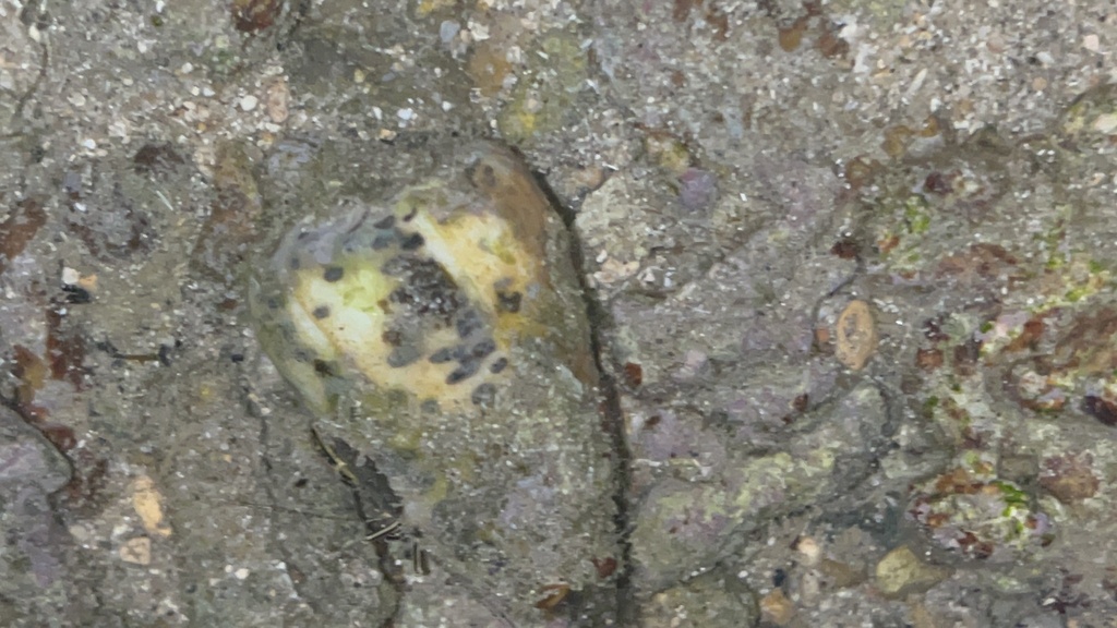 Flea-bitten Cone in July 2023 by alexbarnard · iNaturalist