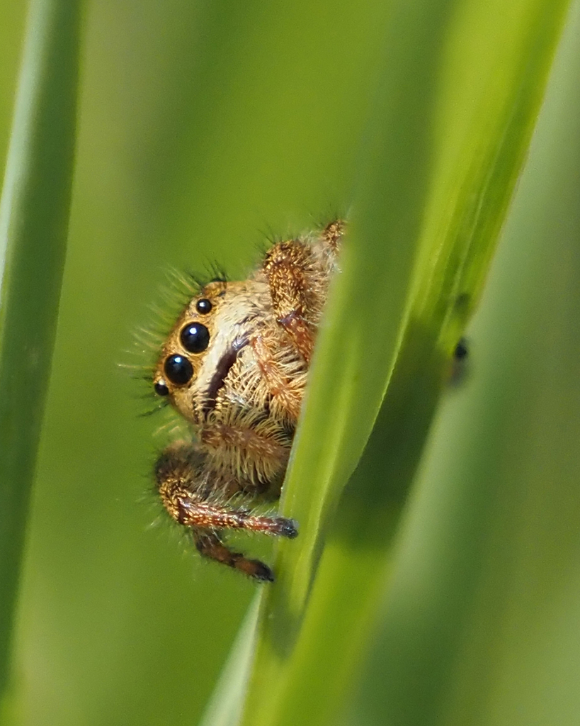 Brilliant Jumping Spider from 7277 14th Ave, Markham, ON L6B 1A8 ...