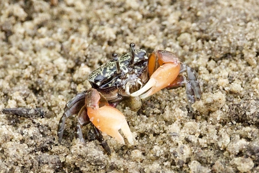 Semaphore Crab from Kooragang Nature Reserve, Kooragang, NSW, AU on ...