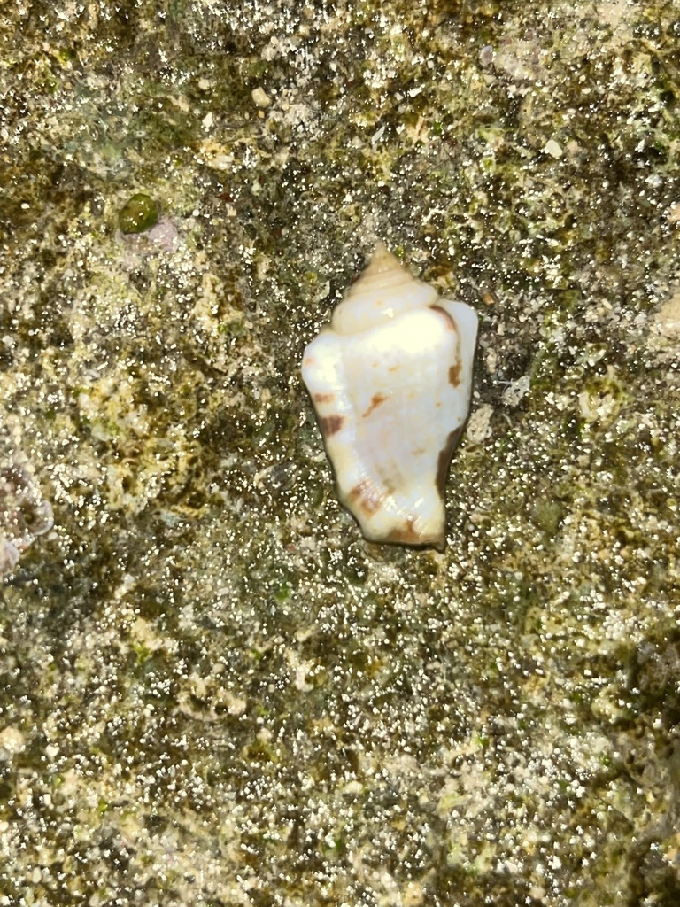 Variable Stromb in July 2023 by alexbarnard · iNaturalist